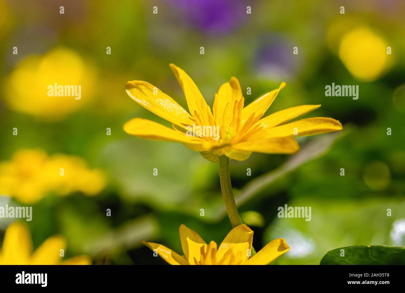 Blooming Spring Buttercup, Ficaria verna Huds. Close-up, macro. First ...