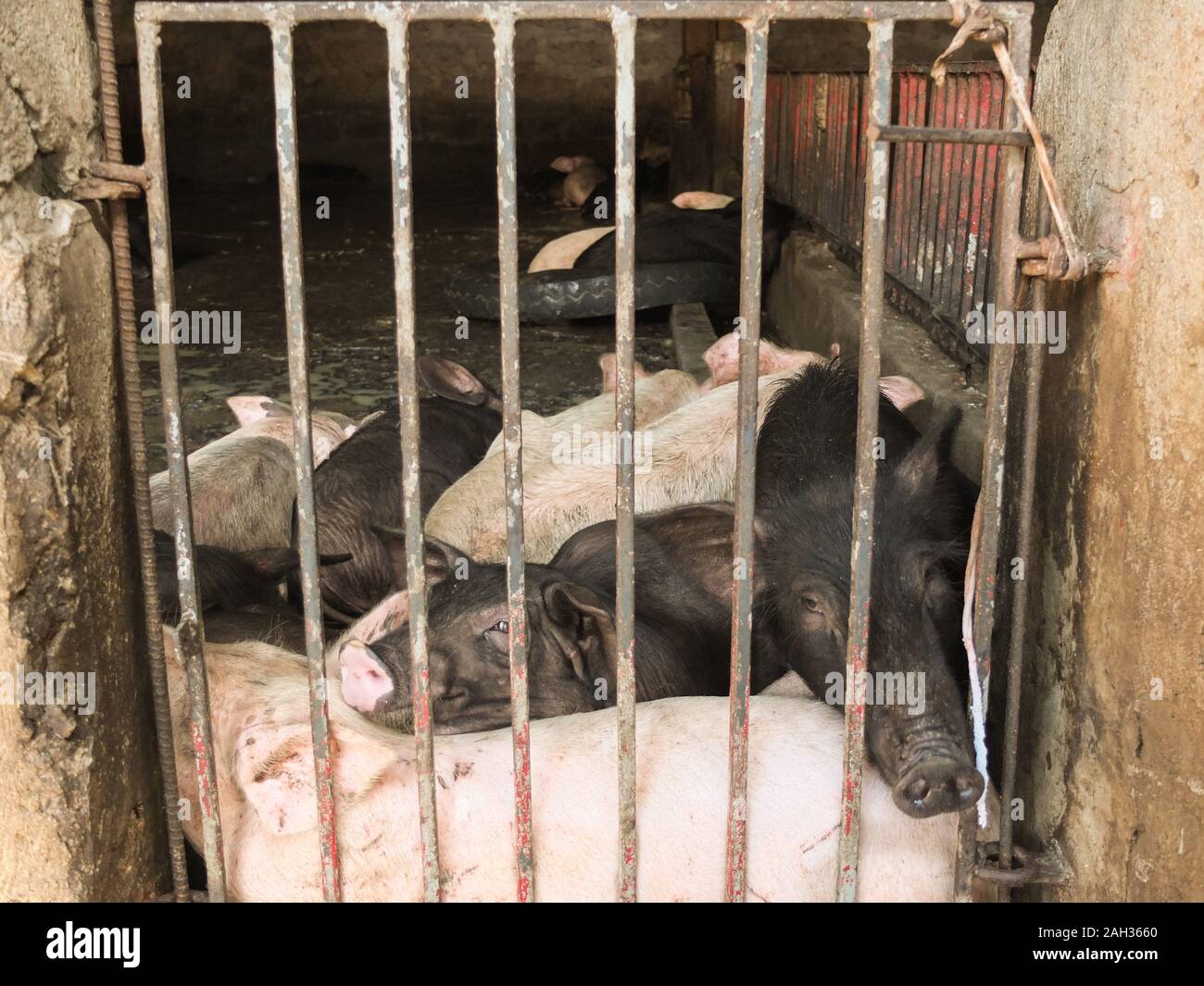 Wooden Cage High Resolution Stock Photography and Images - Alamy