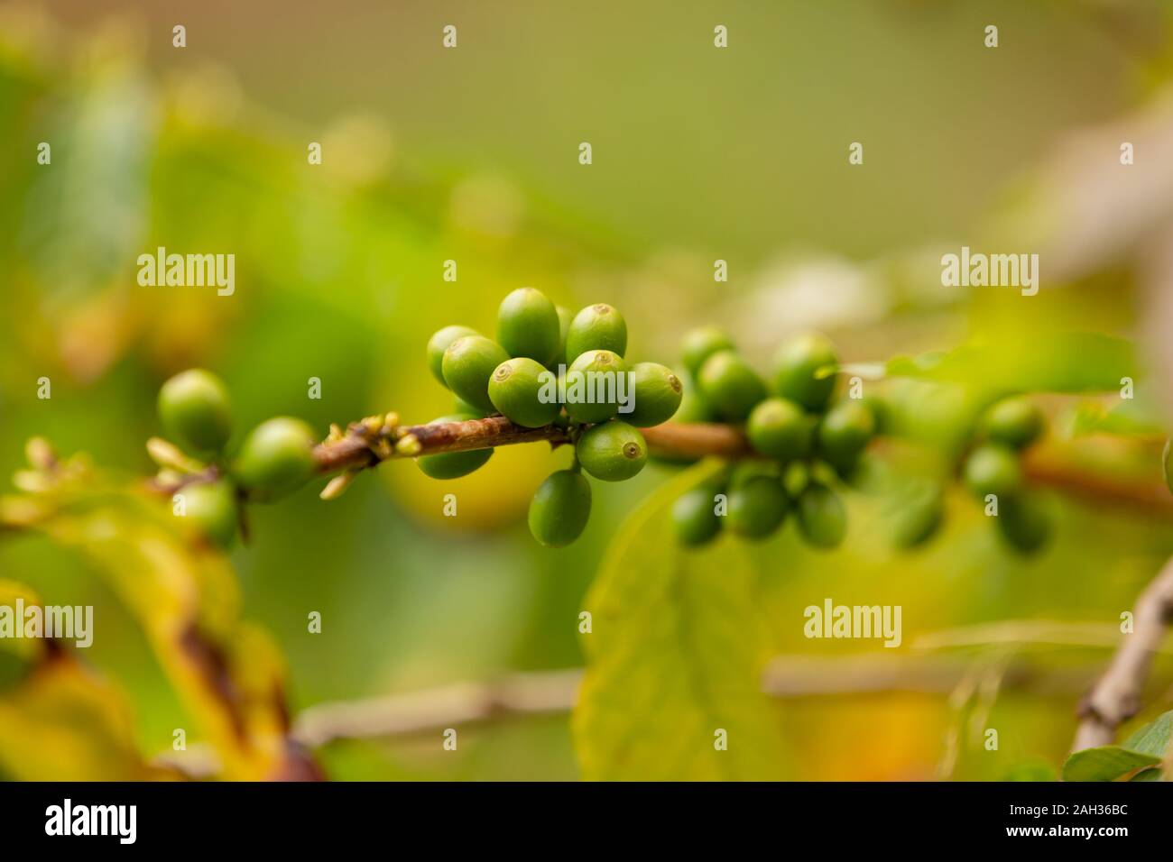 Bunch fresh coffee fruits hi-res stock photography and images - Alamy