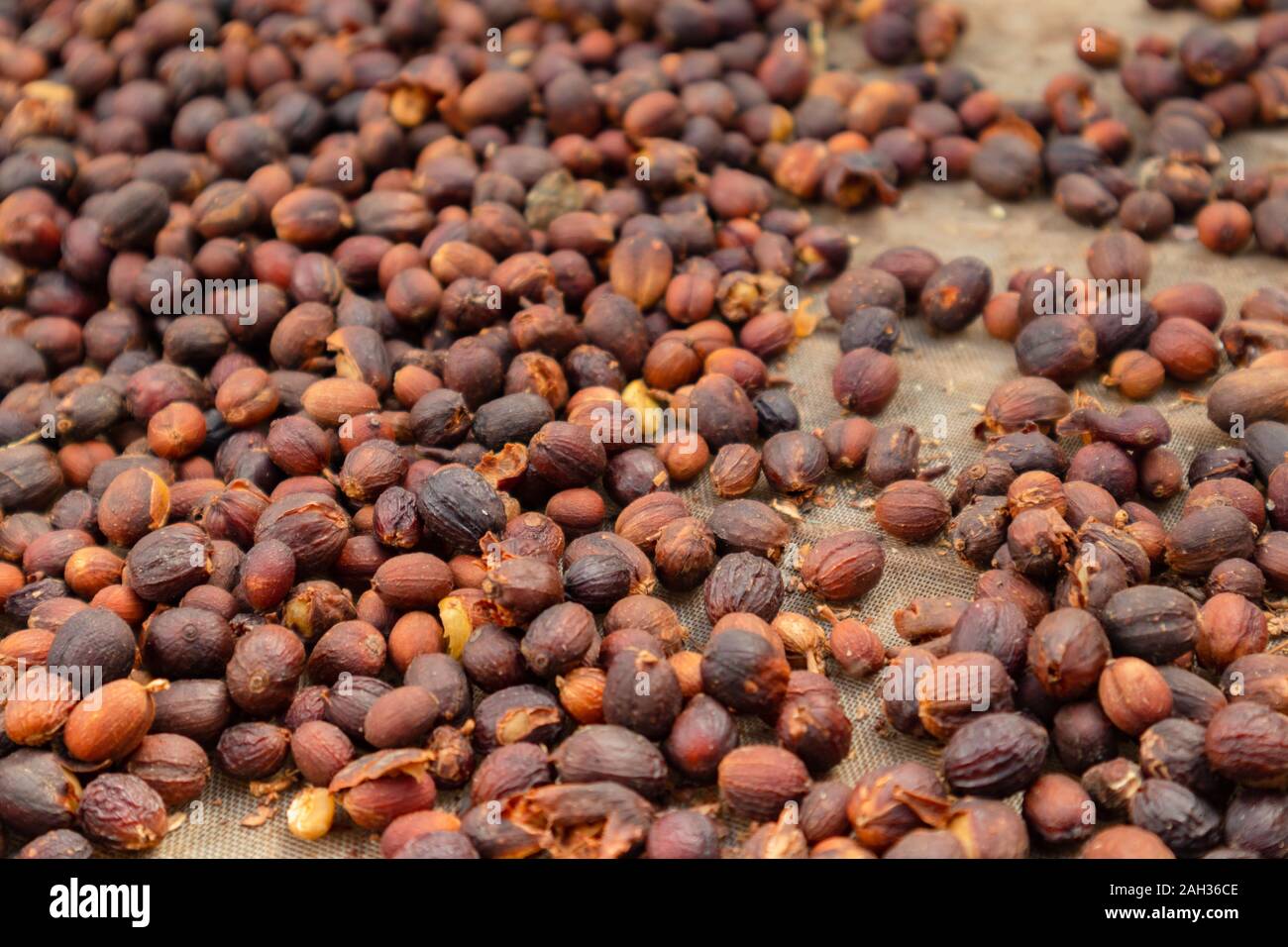 Raw Coffee red cherry fruits beans drying in crate Stock Photo - Alamy