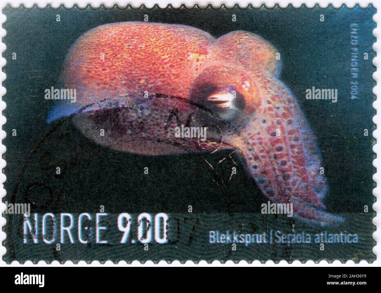 Little Cuttle (Sepiola atlantica Stock Photo - Alamy