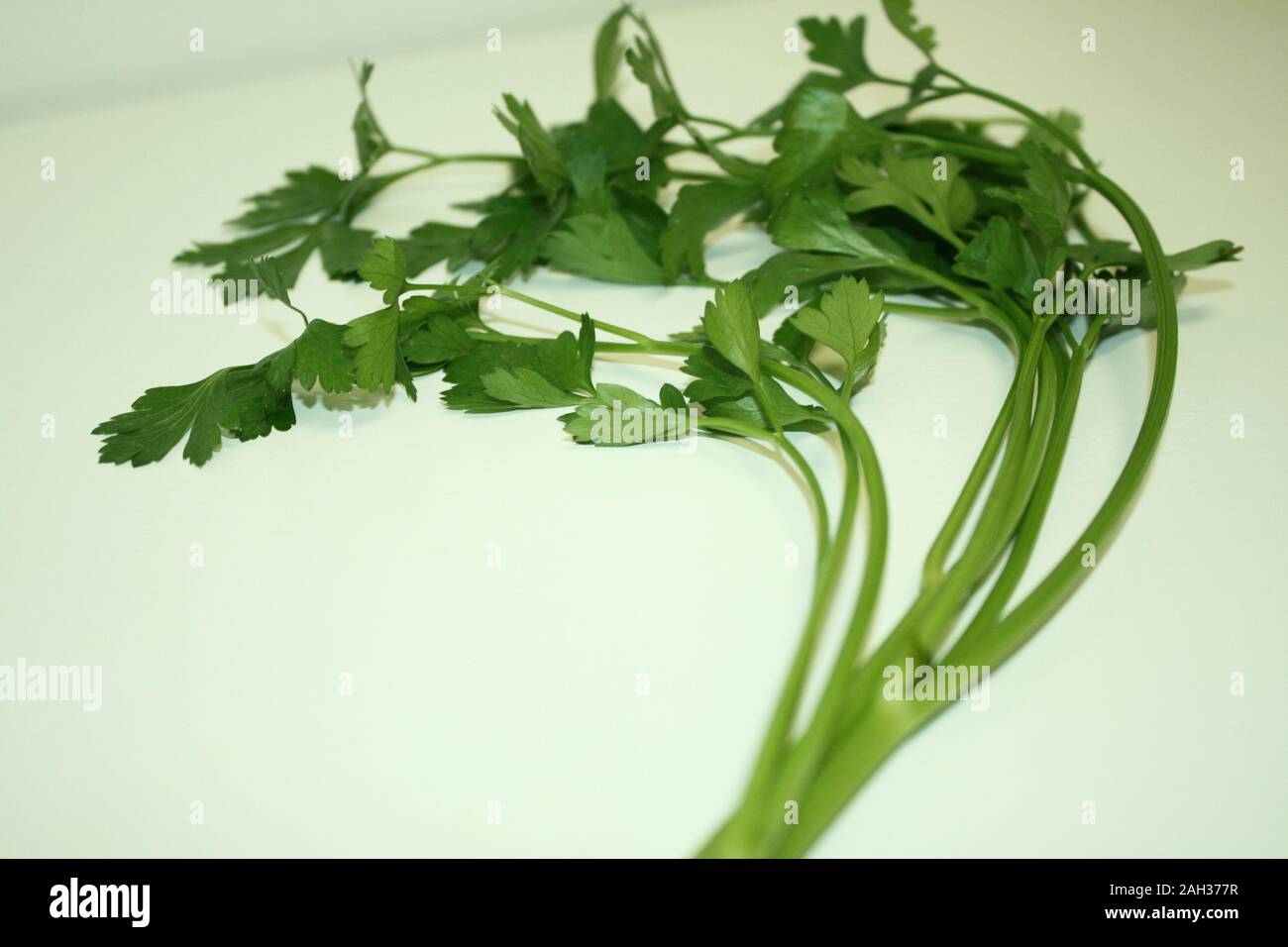 A bouquet of fresh coriander, the best aroma and taste and for health ...