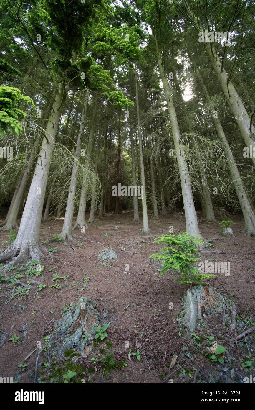 Forest in the Lake district Cumbria Stock Photo - Alamy
