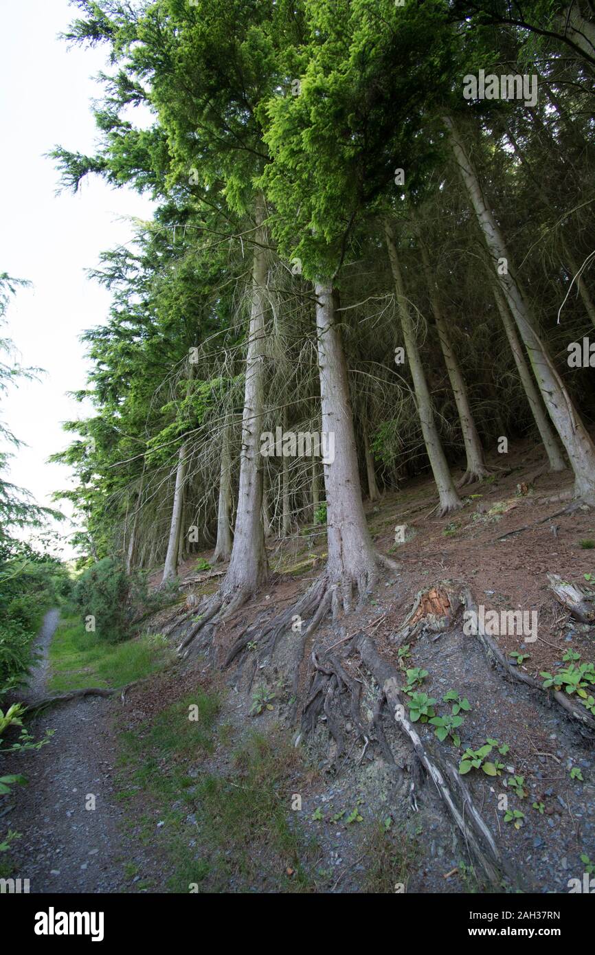 Lake district Cumbria trees wood tree woods hill tall big large massive ...