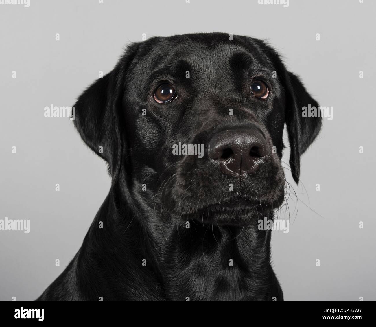 Black Labrador Retriever in the UK Stock Photo - Alamy