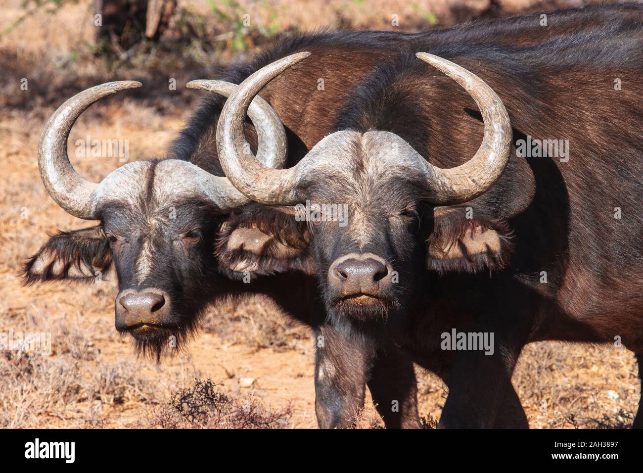 Buffalo horns syncro Stock Photo - Alamy