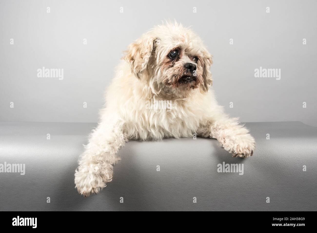 Old Shih Tzu dog taking it easy, photographed in the UK Stock Photo - Alamy