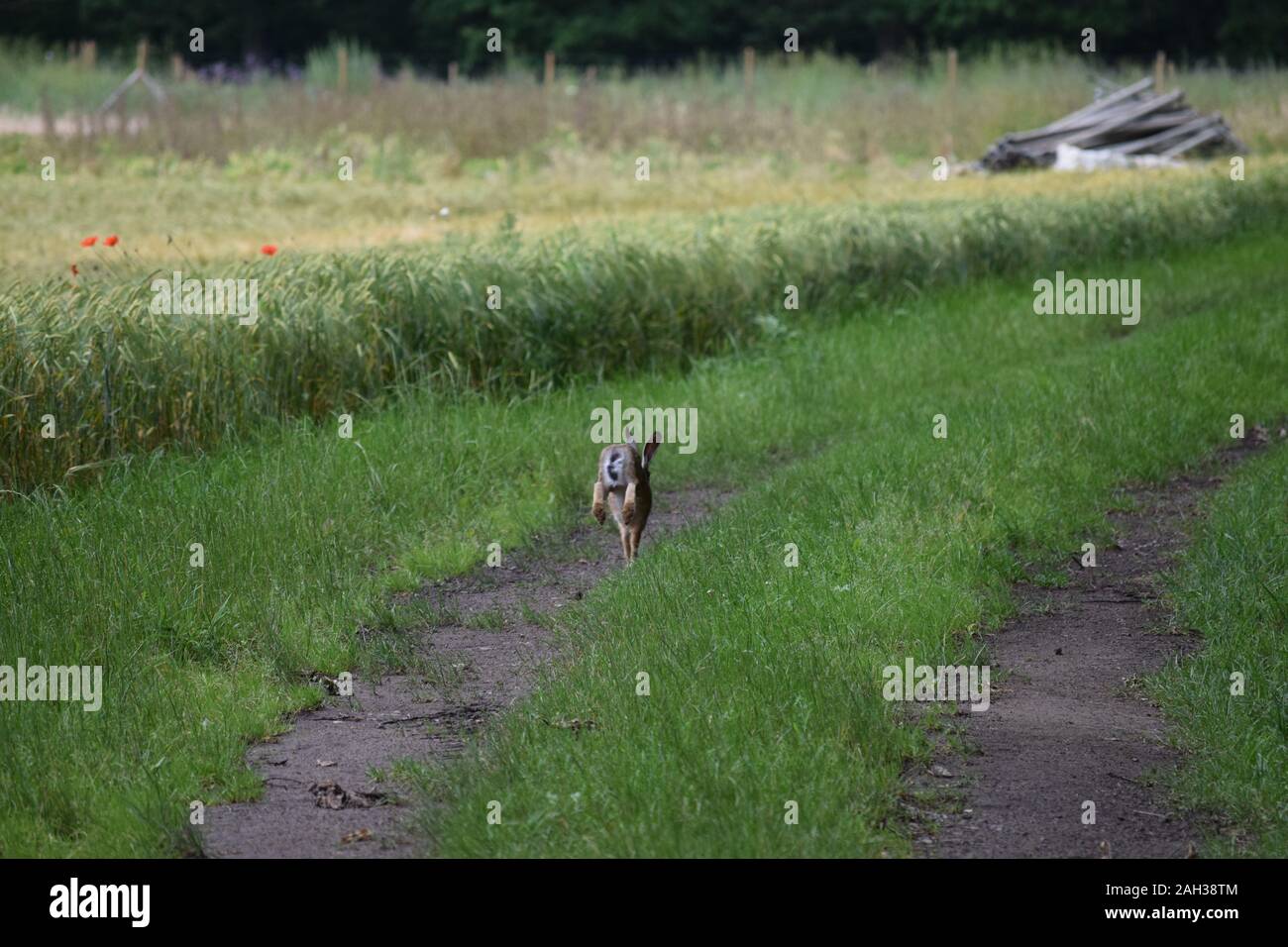 a Rabbit on the Run Stock Photo - Alamy