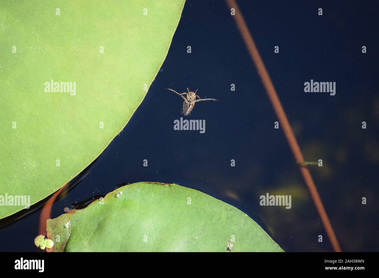Water bug in a Pond Stock Photo - Alamy