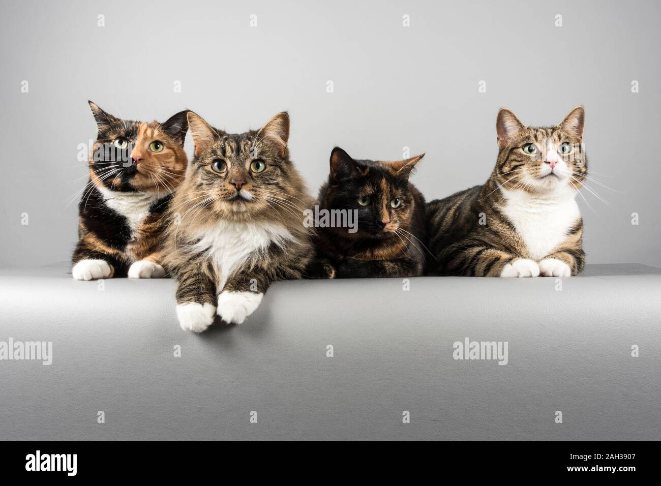 Best photos of cats hi-res stock photography and images - Alamy