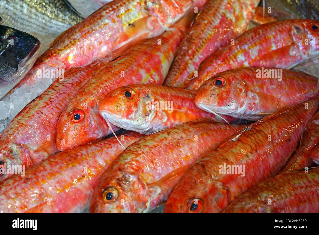 View of red mullet (rouget barbet) fish at a French seafood market ...