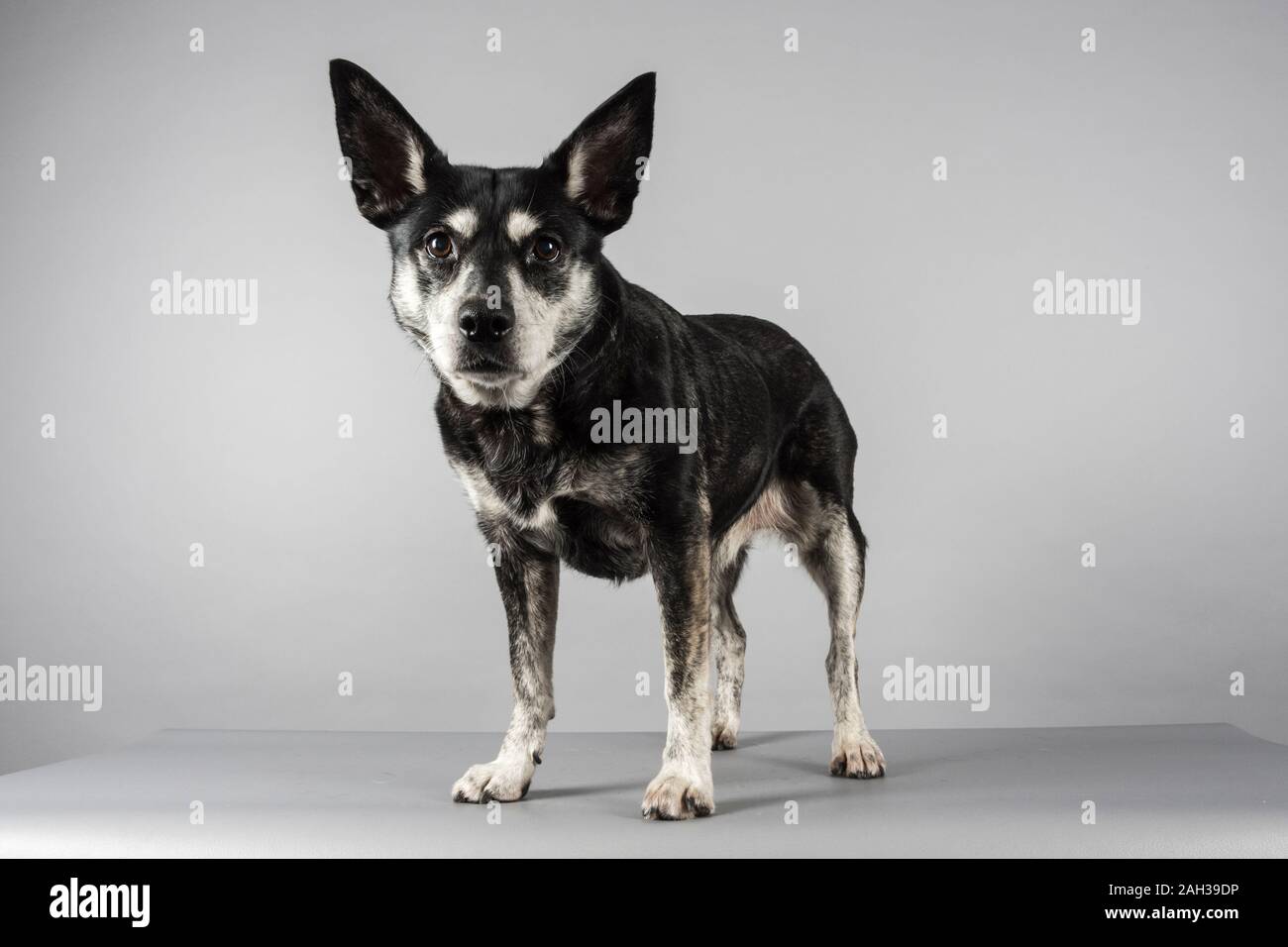 Dog standing, UK Stock Photo - Alamy