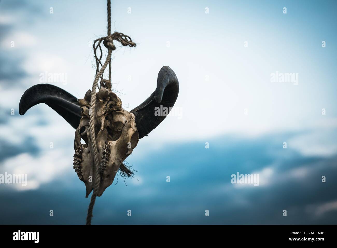 Closeup head dead cattle hi-res stock photography and images - Alamy