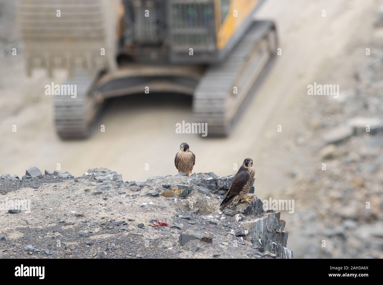 Working quarry hi-res stock photography and images - Alamy