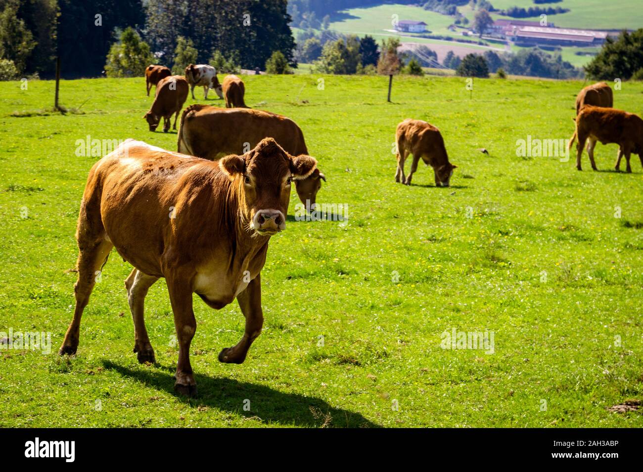 Nice Cow in the nature in the bavarian forest outdoor isolated Stock ...
