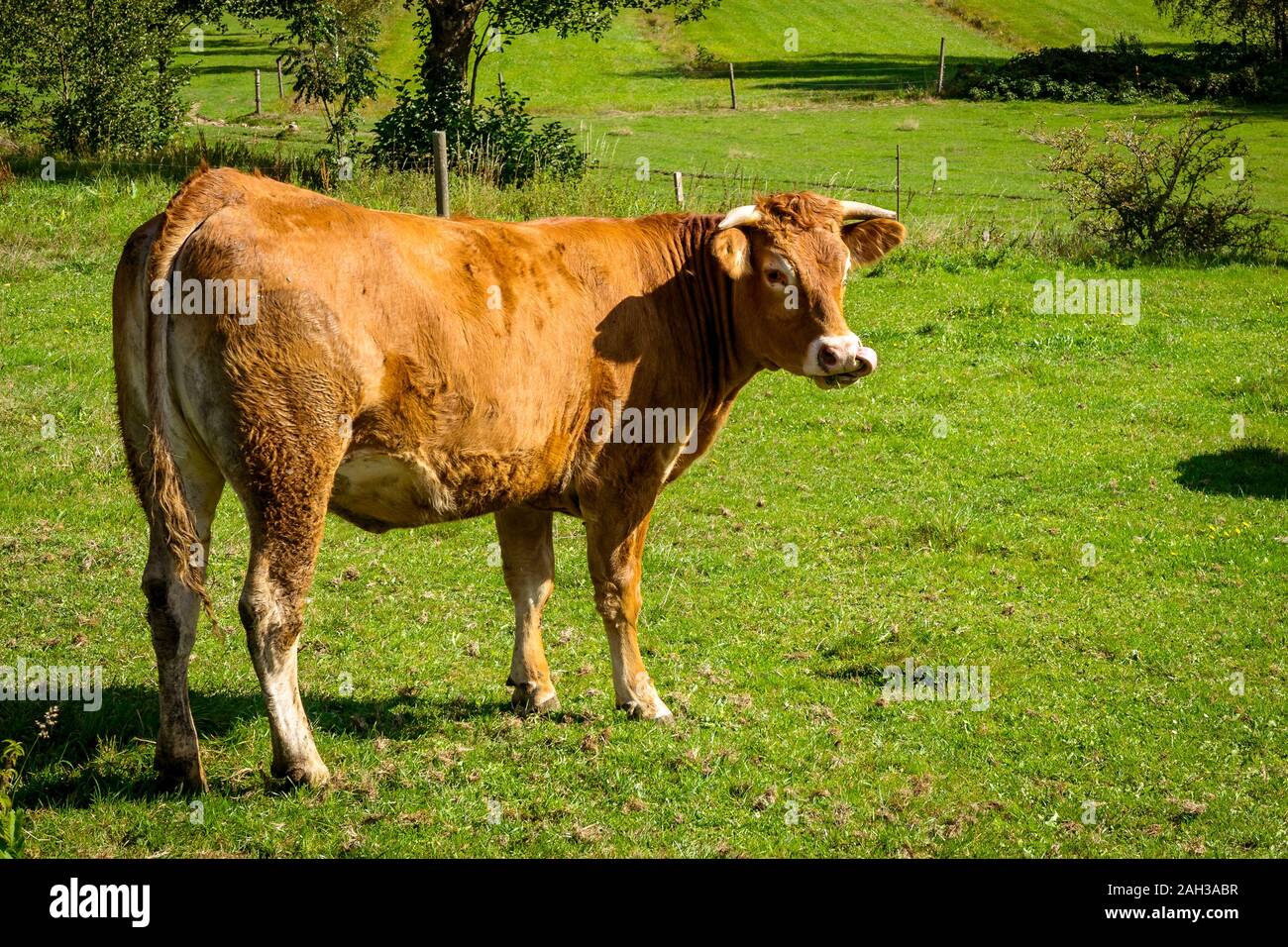 Nice Cow in the nature in the bavarian forest outdoor isolated Stock ...
