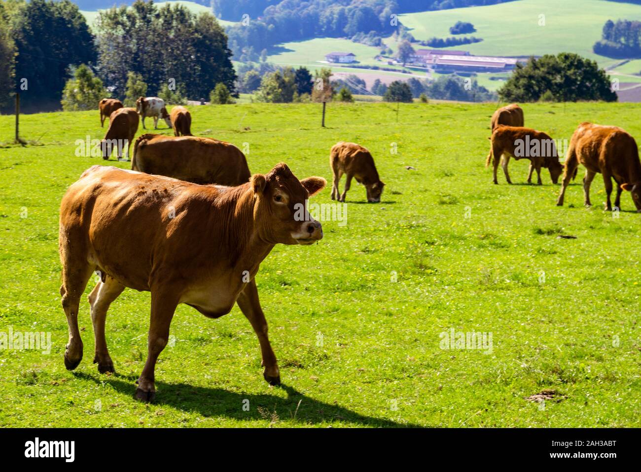 Nice cow hi-res stock photography and images - Alamy