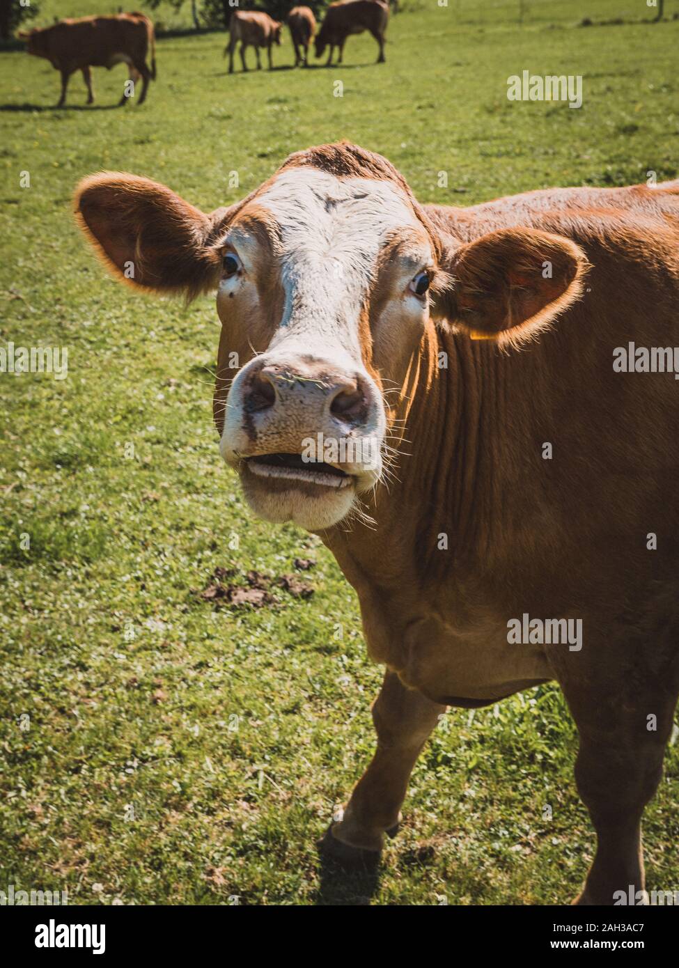 Nice Cow in the nature in the bavarian forest outdoor isolated Stock ...