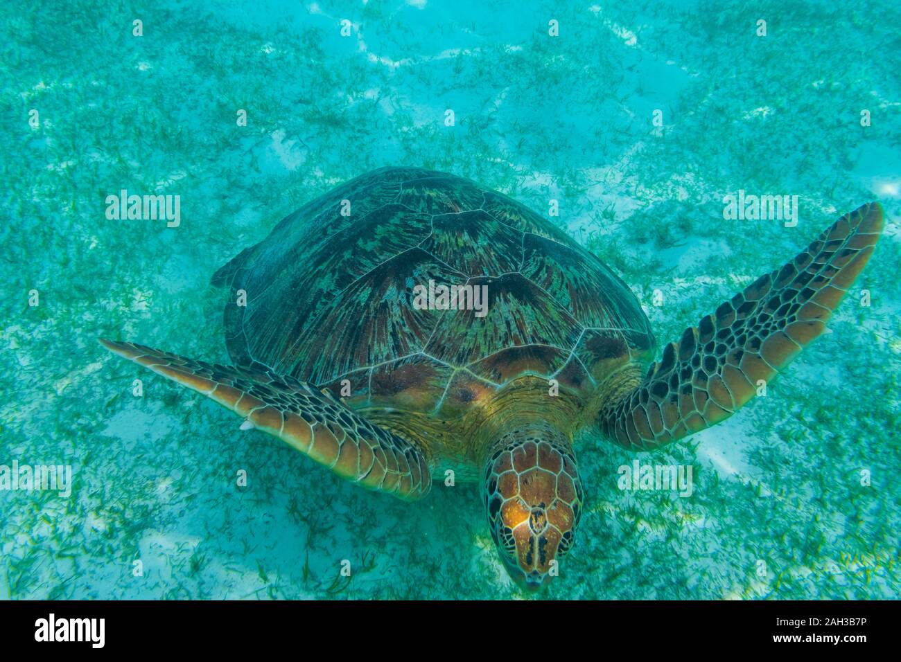 Green sea turtle at the maldives seen while diving and snorkeling ...