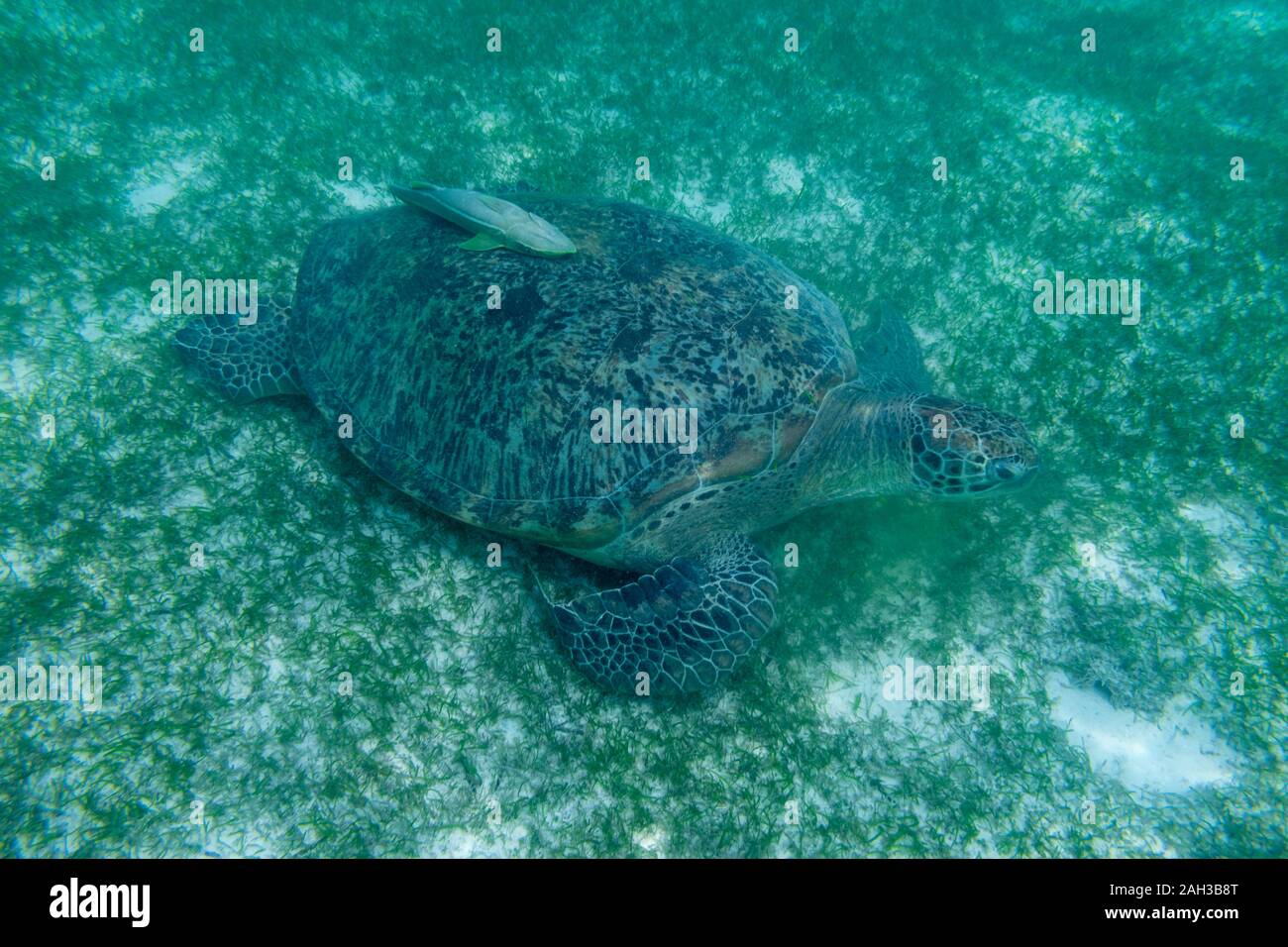 Green sea turtle at the maldives seen while diving and snorkeling ...