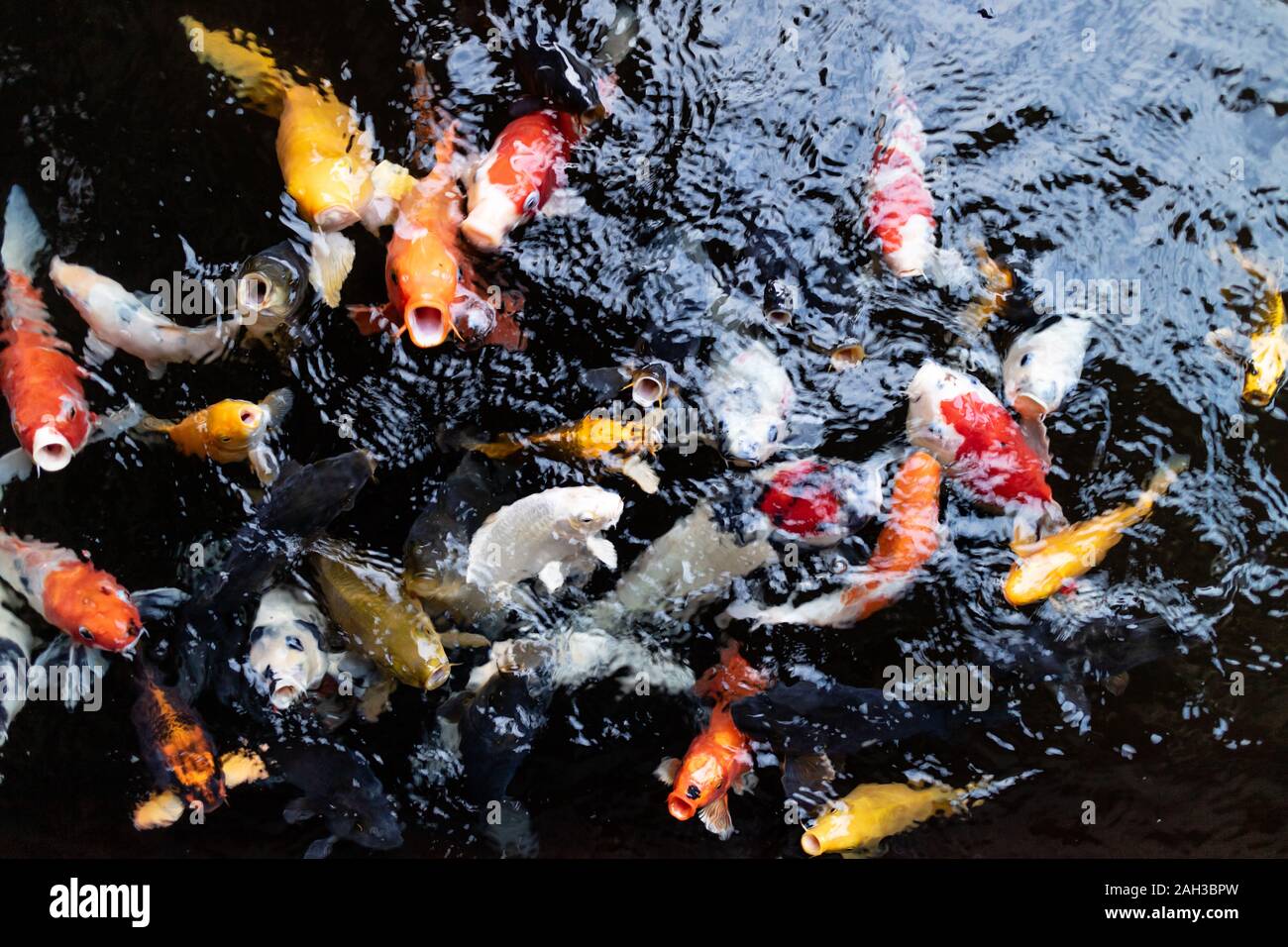 Fish massing together to try and take the bait Stock Photo - Alamy