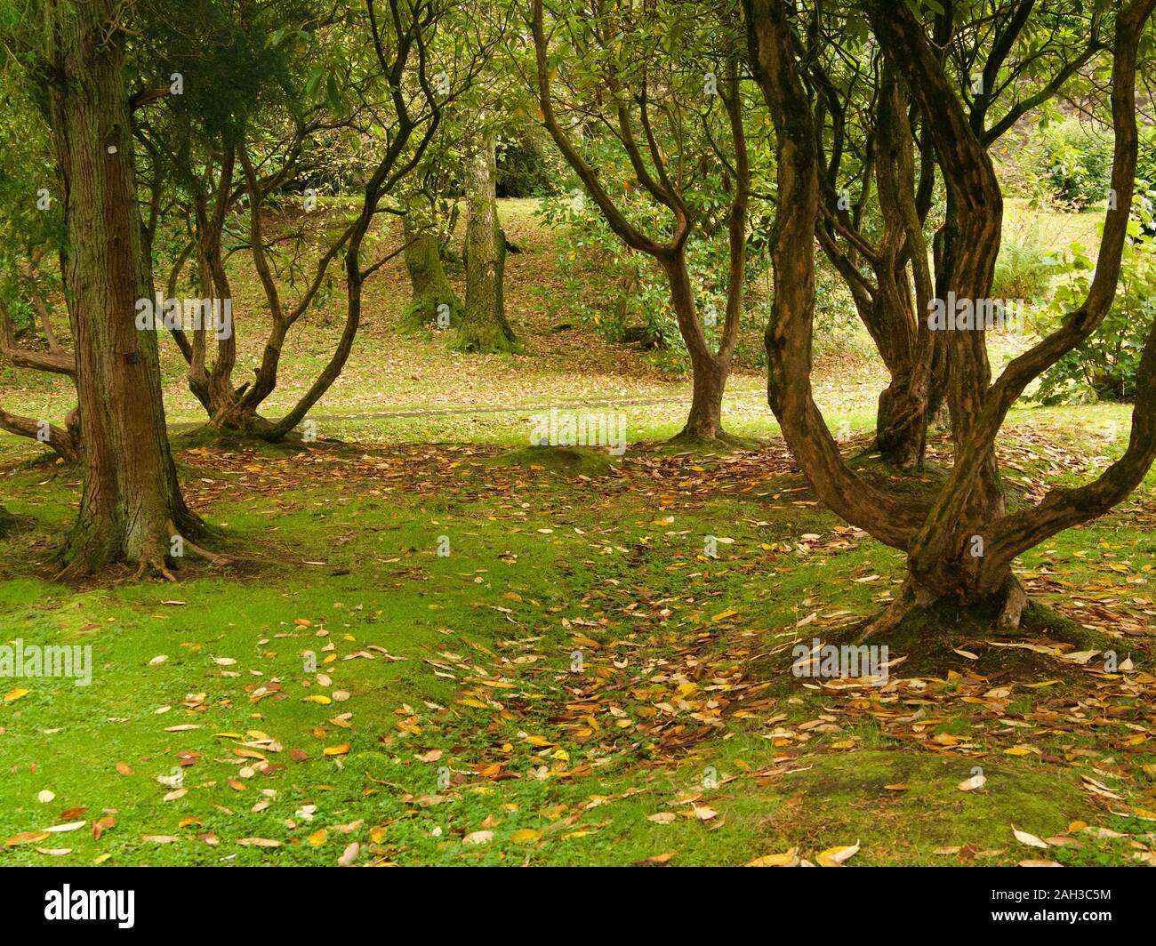 Trees in Gourock Park Stock Photo - Alamy