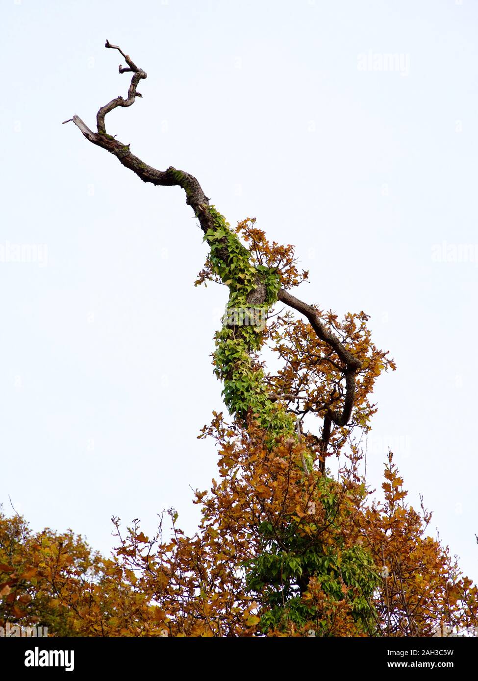 Wood sprite hi-res stock photography and images - Alamy