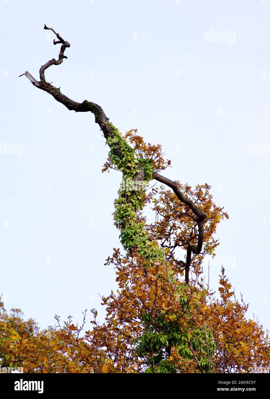 Wood sprite hi-res stock photography and images - Alamy