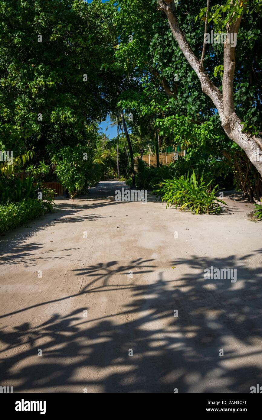 A small jungle in the middle of the Maldives with sandy paths and sun ...