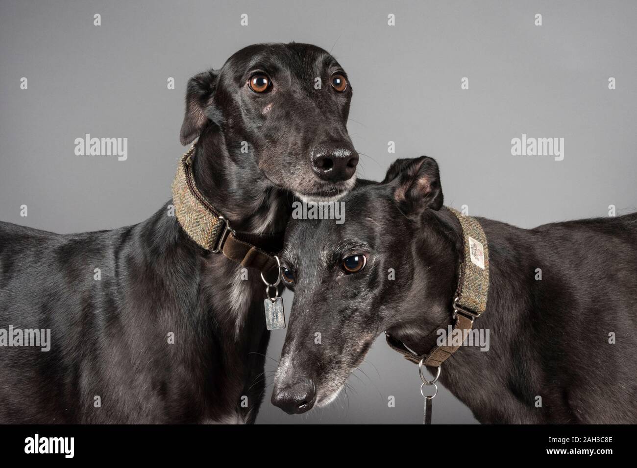Greyhound Pals (UK Stock Photo - Alamy