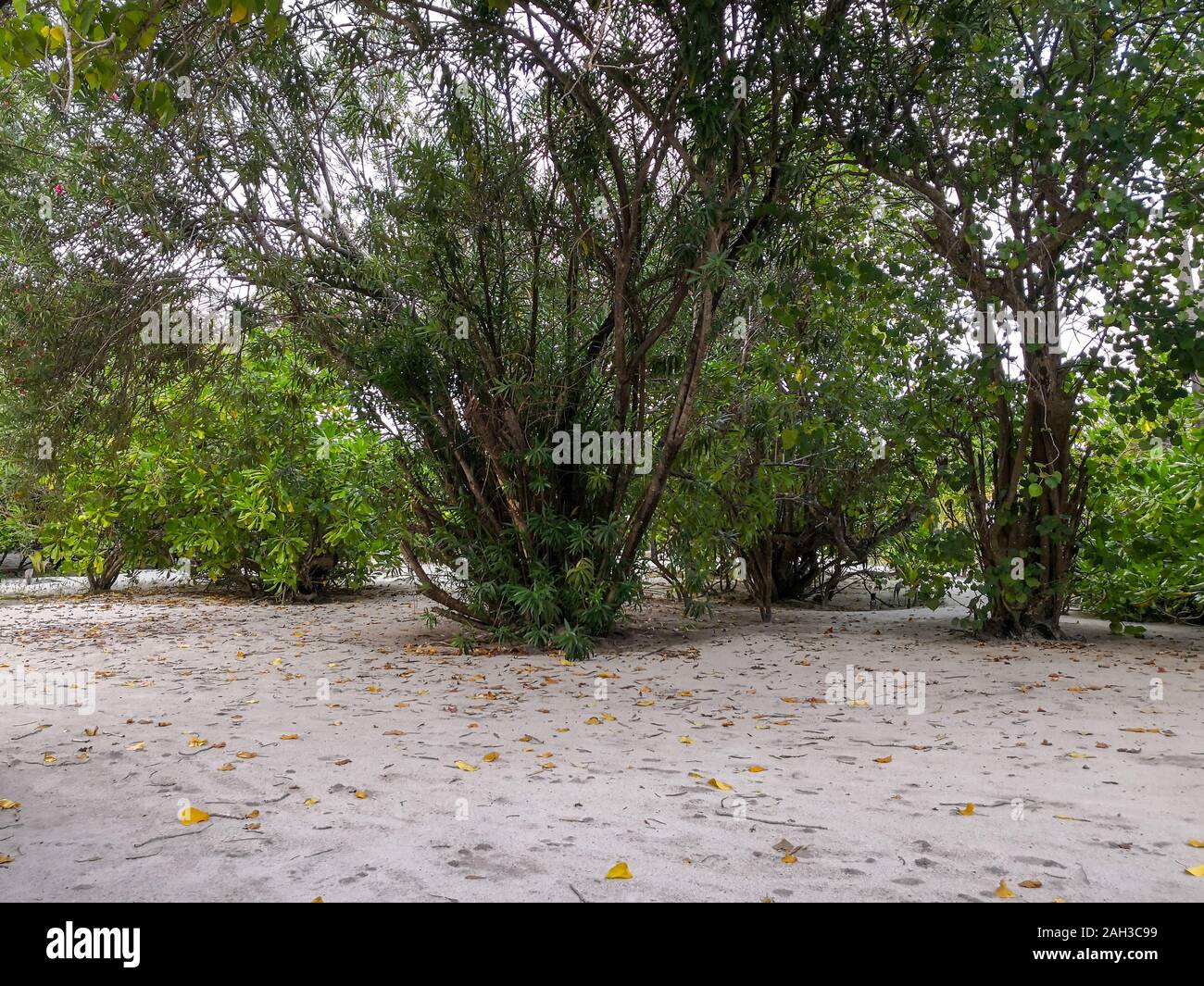 A small jungle in the middle of the Maldives with sandy paths and sun ...