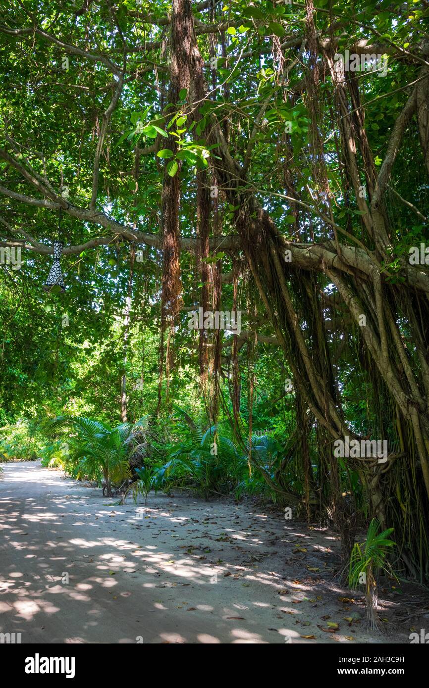 A small jungle in the middle of the Maldives with sandy paths and sun ...