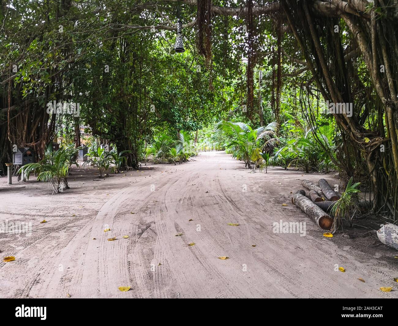 A small jungle in the middle of the Maldives with sandy paths and sun ...