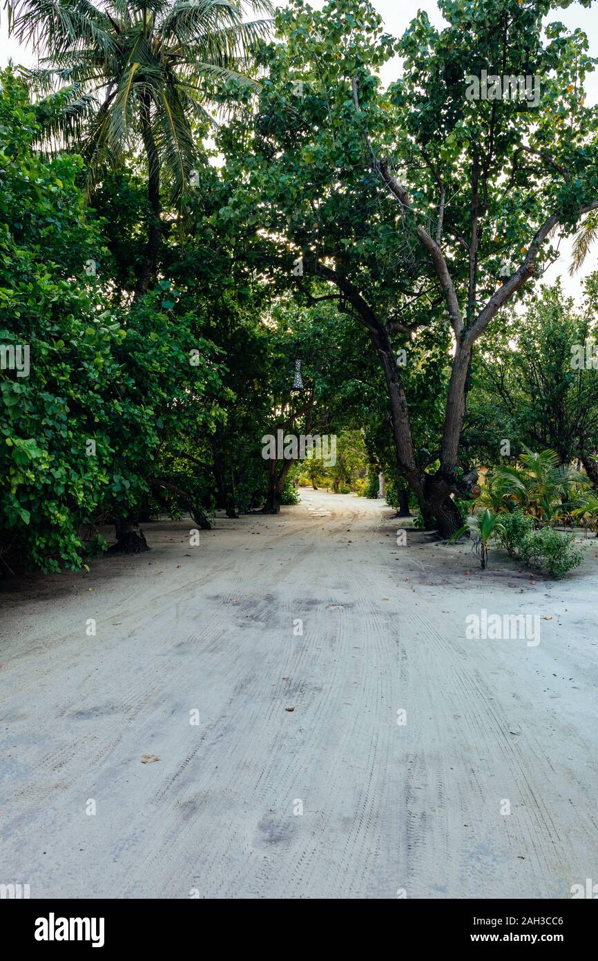 A small jungle in the middle of the Maldives with sandy paths and sun ...