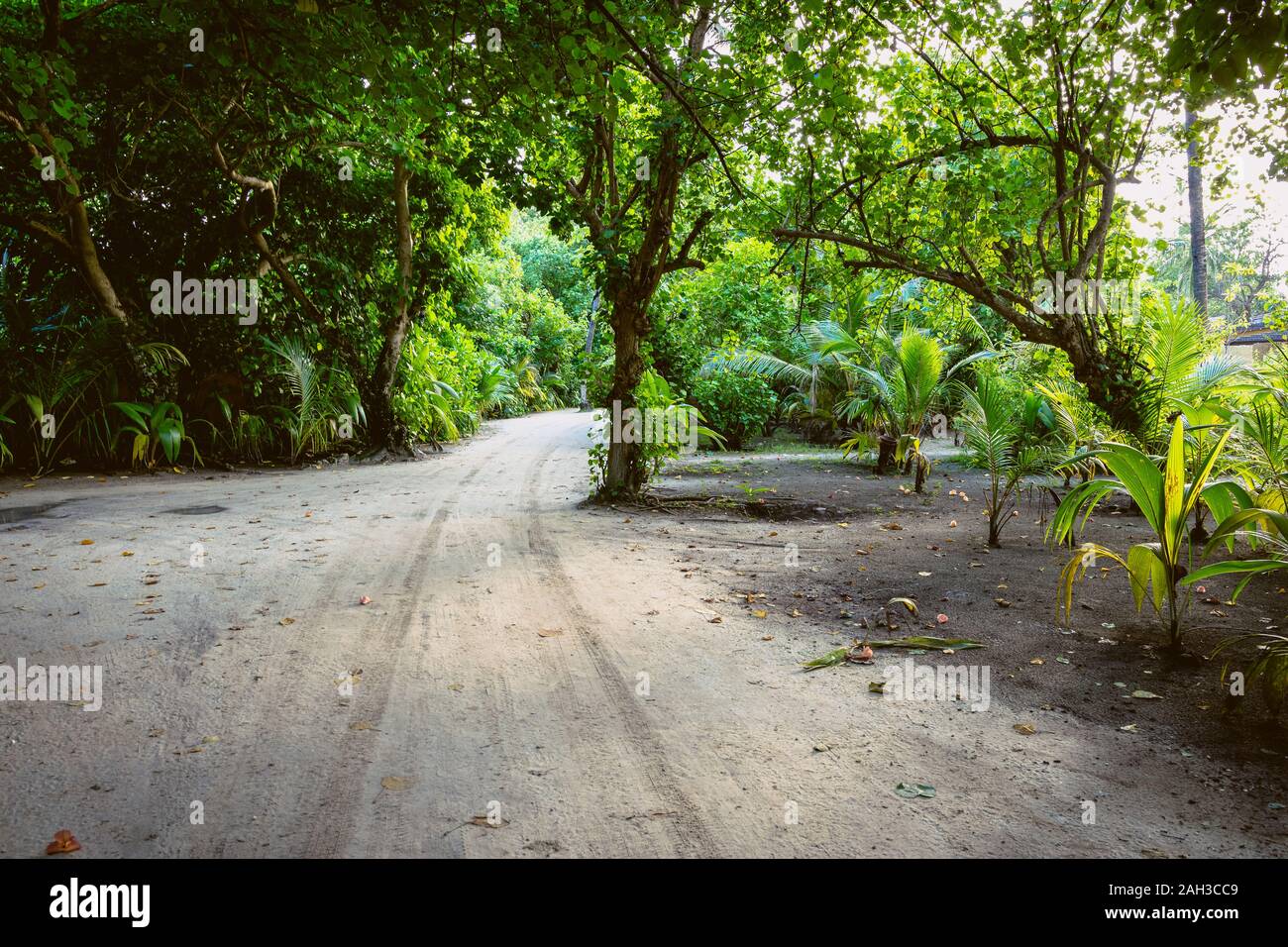 A small jungle in the middle of the Maldives with sandy paths and sun ...