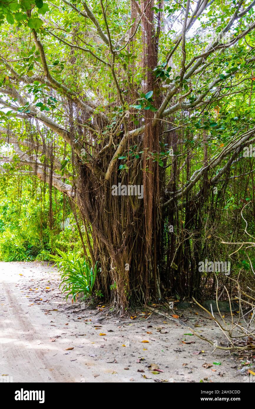 A small jungle in the middle of the Maldives with sandy paths and sun ...