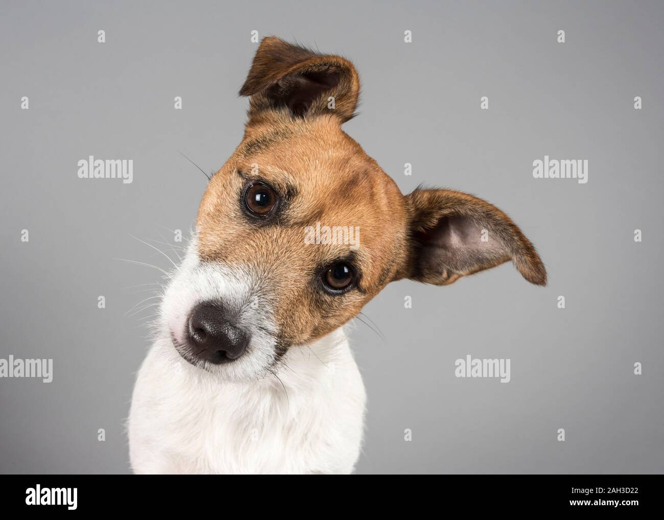 Are Jack Russells Dangerous Dogs