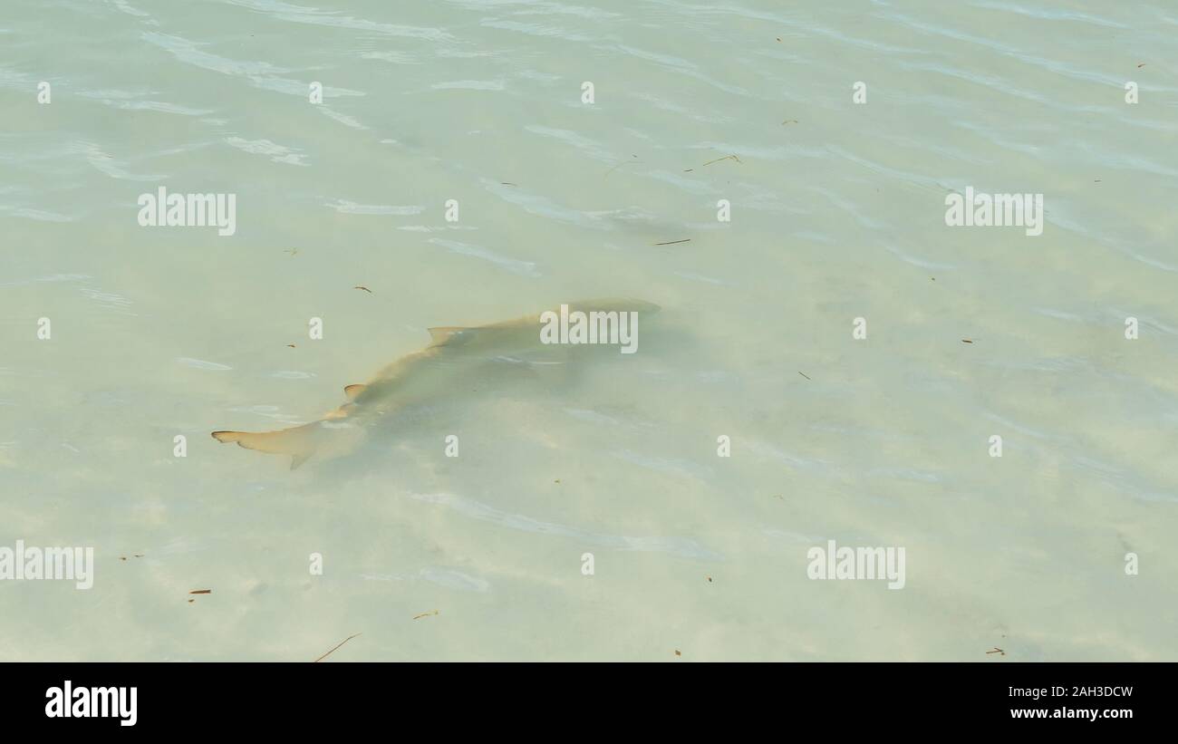 Fish and Manta at the beach Stock Photo - Alamy