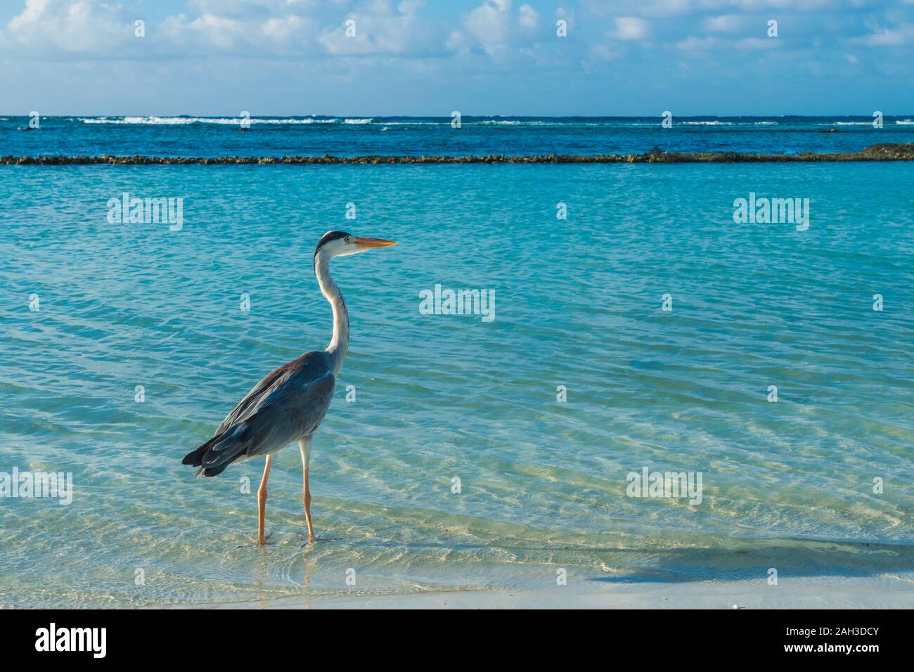 Stork at the Beach of the Maldives Stock Photo - Alamy