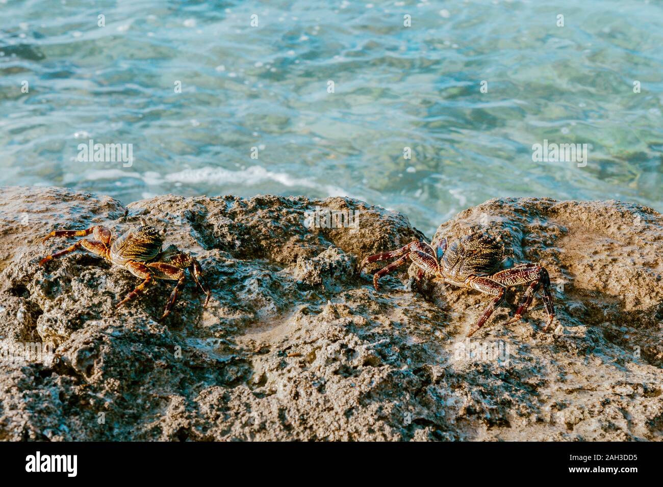 Crabs at the jetty Stock Photo - Alamy