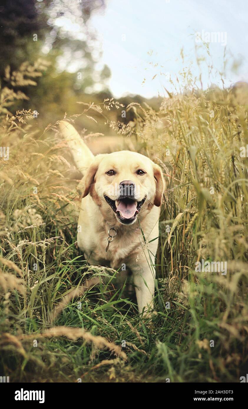 Labrador retriever walking through feilds Stock Photo - Alamy