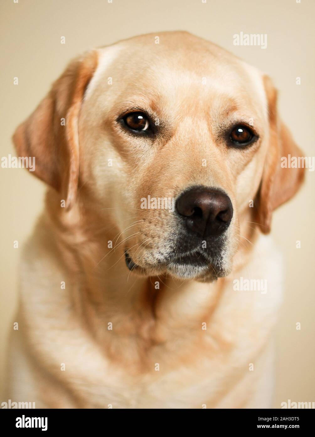 Labrador portrait hi-res stock photography and images - Alamy