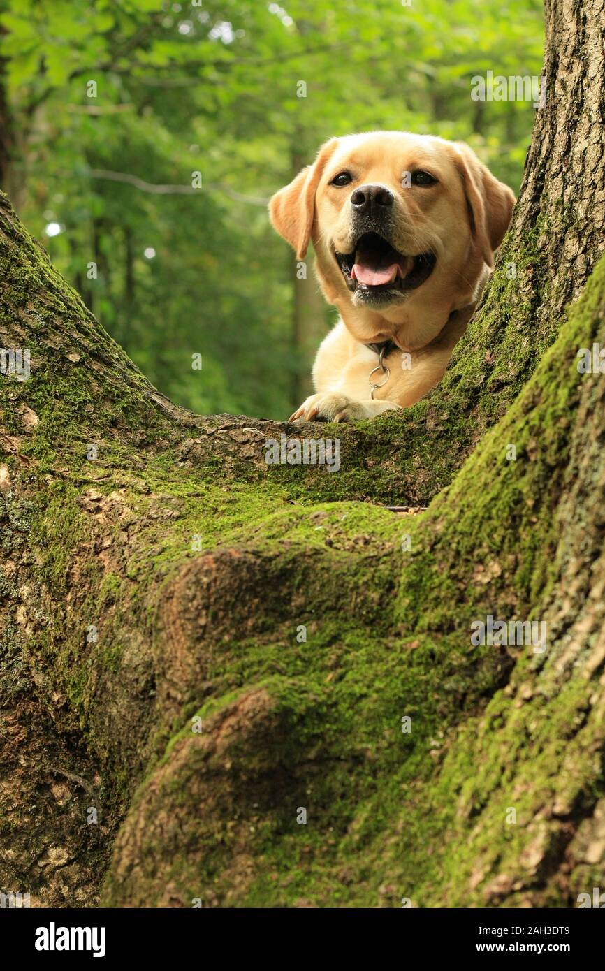 Yellow lab in woods hi-res stock photography and images - Alamy