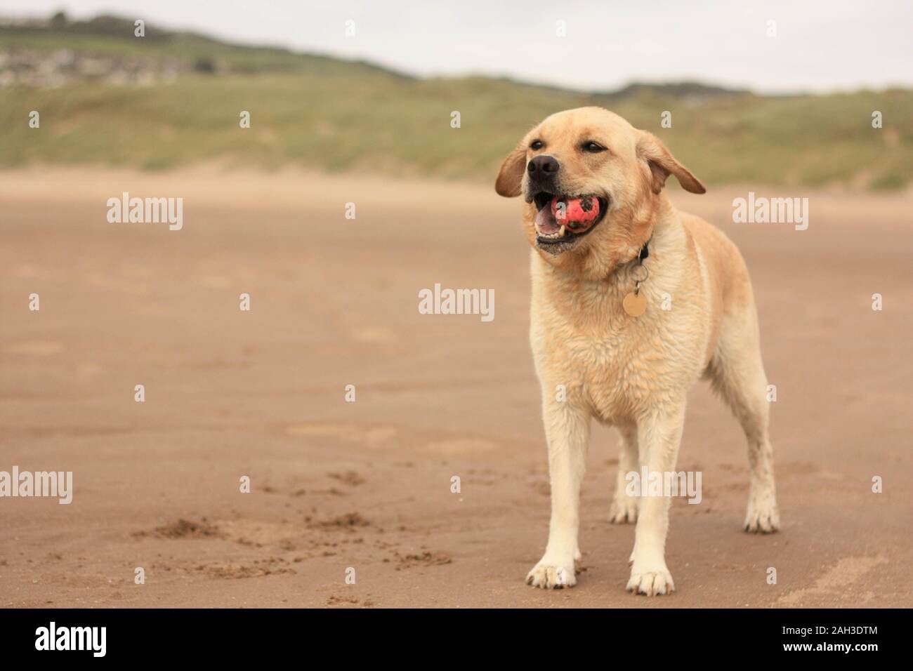 White lab at the beach hi-res stock photography and images - Alamy