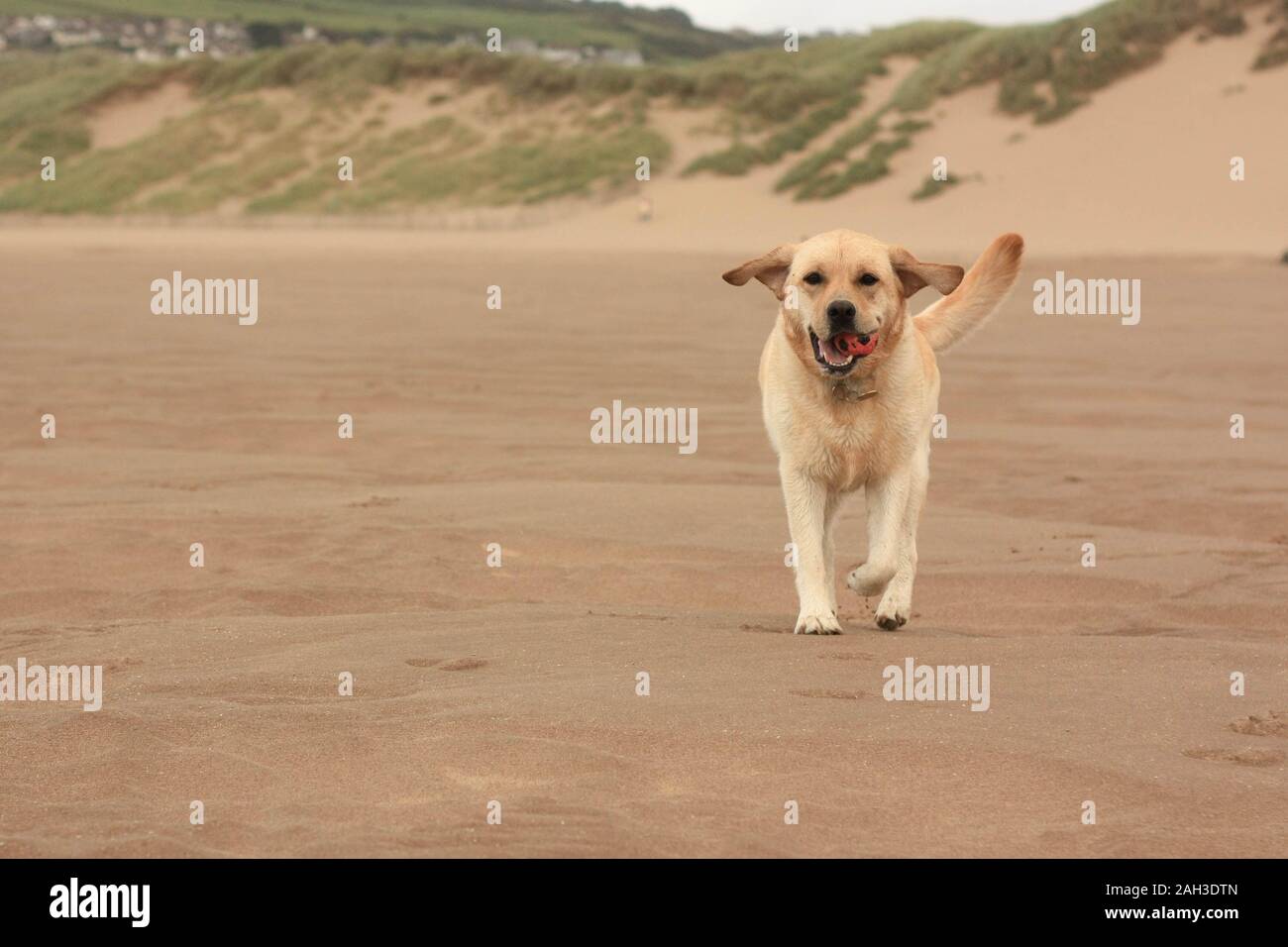 White lab at the beach hi-res stock photography and images - Alamy