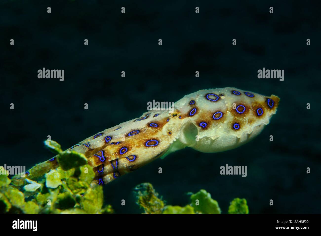 Blue Ringed Octopus Beak