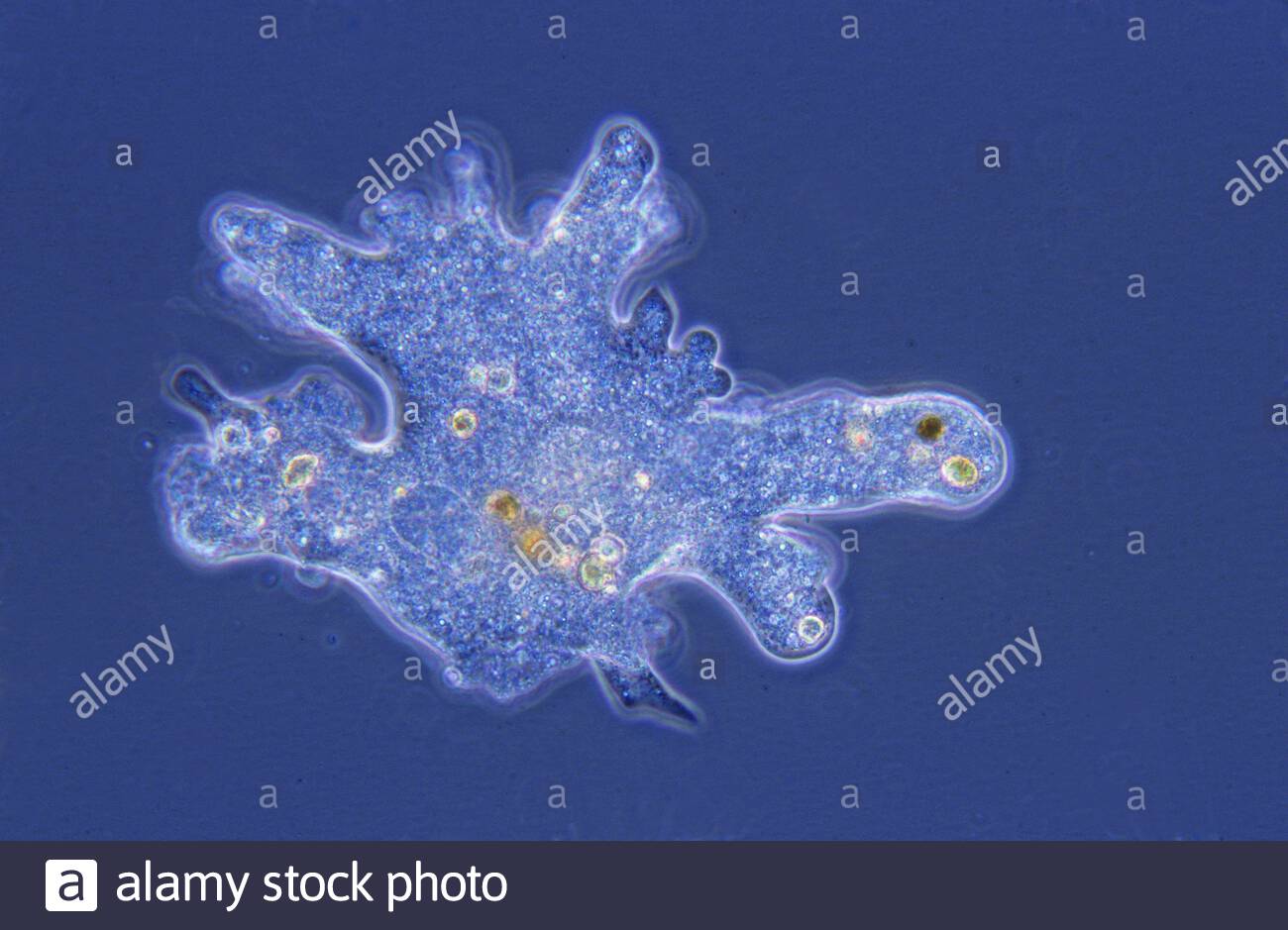 Pseudopodia Stock Photos & Pseudopodia Stock Images - Alamy