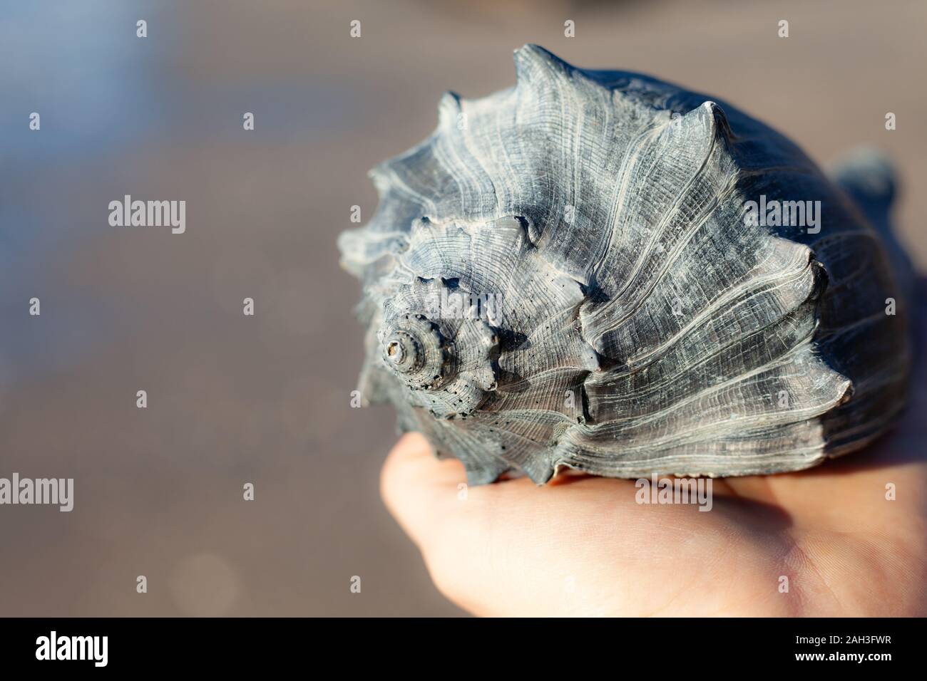 Seashell lady hi-res stock photography and images - Alamy