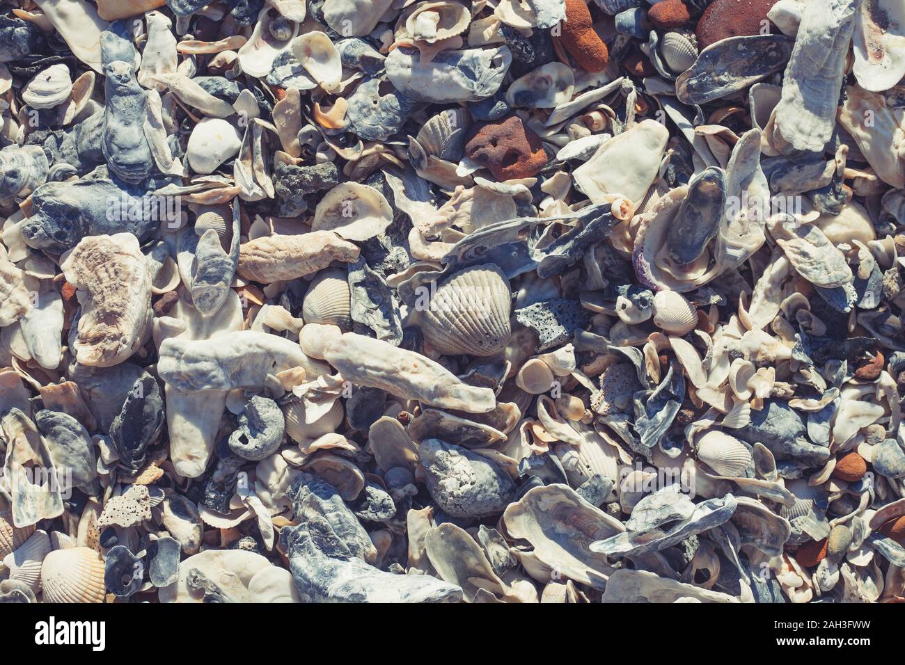 sea shells background. Abstract nature beach background Stock Photo - Alamy