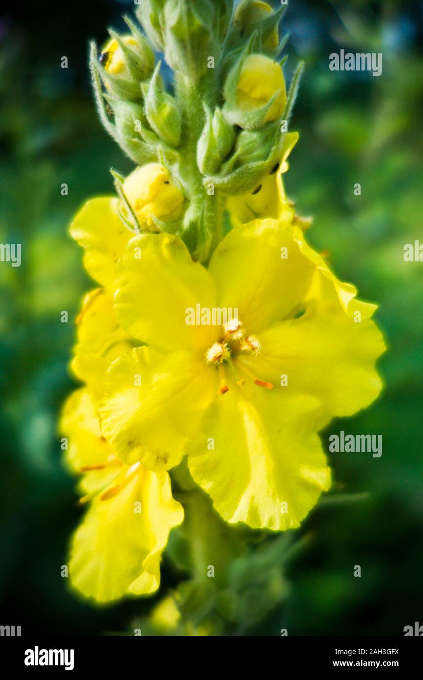 yellow flowers of the plant Mullein Stock Photo - Alamy